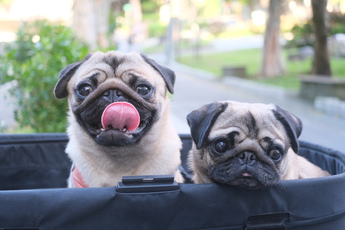'Only Fur Child' Becomes Inseparable With Her New Pug Sibling