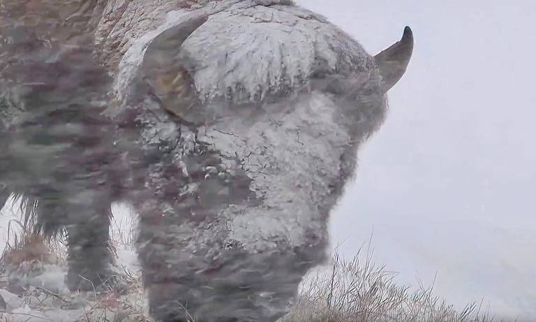 Surreal footage shows Yellowstone bison blasted by snow and wind