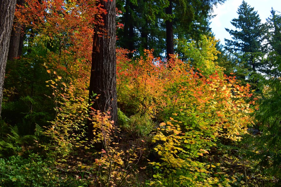 These are the best states for fall festivities. Here’s how Oregon ranks