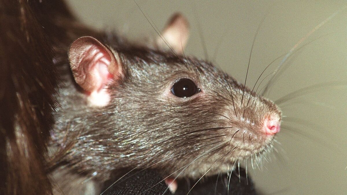 Dead rat and beef tartare issues among reasons for FSAI closure orders