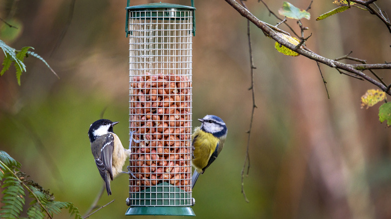 10 Simple Hacks To Get Birds To Flock To Your Yard