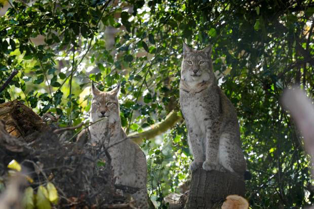 Lynx reintroduction plans: Your views on wildcats returning to Cumbria