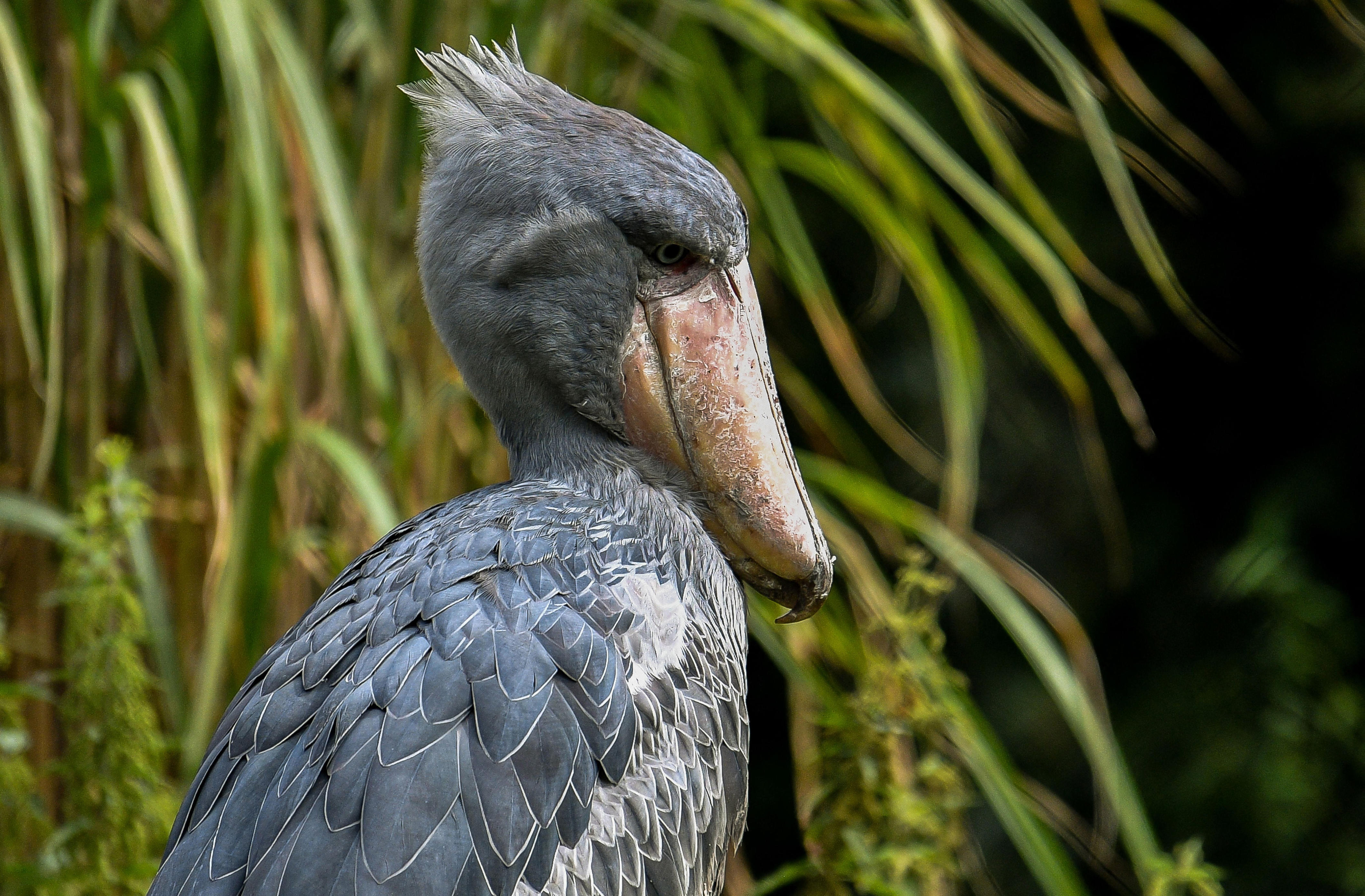 7 things to know about shoebill birds