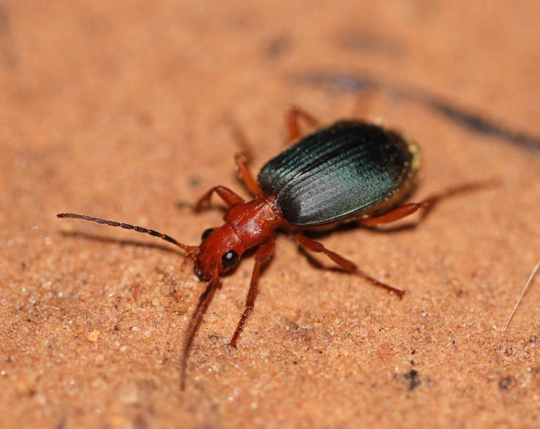 Amazing Animal Abilities That Seem Supernatural