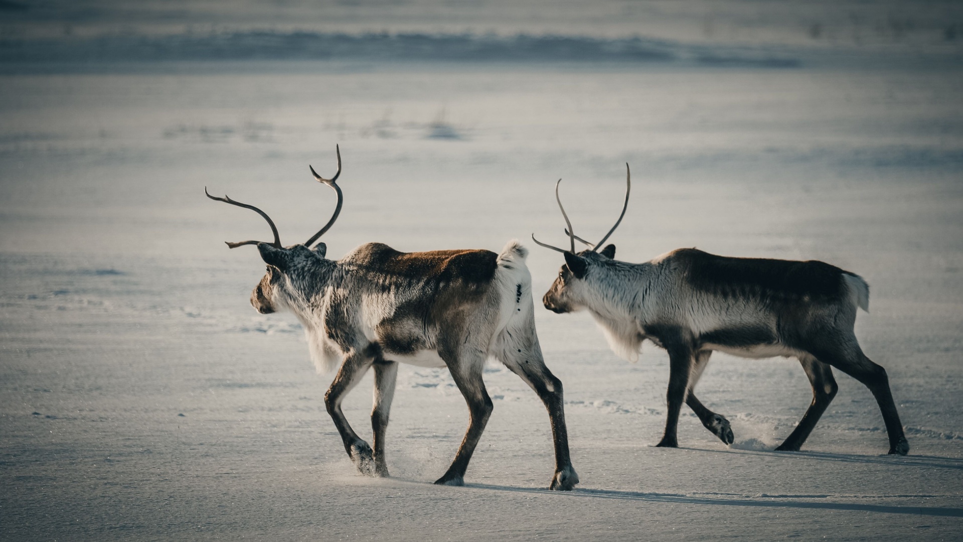 Why Reindeer And Caribou Are True Canadian Christmas Icons
