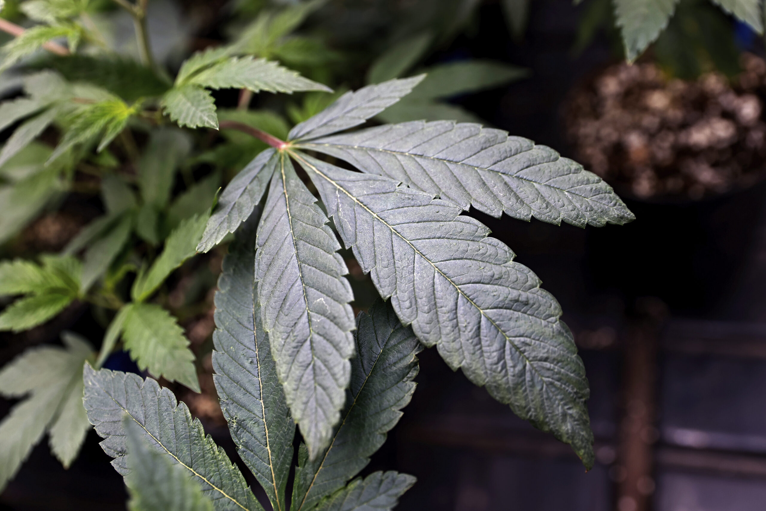 Government Reopening Is on Track to Ban Hemp Beverages Nationwide ...