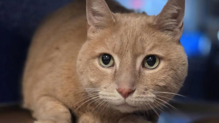 Family abandons their cat after 14 years together but rescuers refuse ...