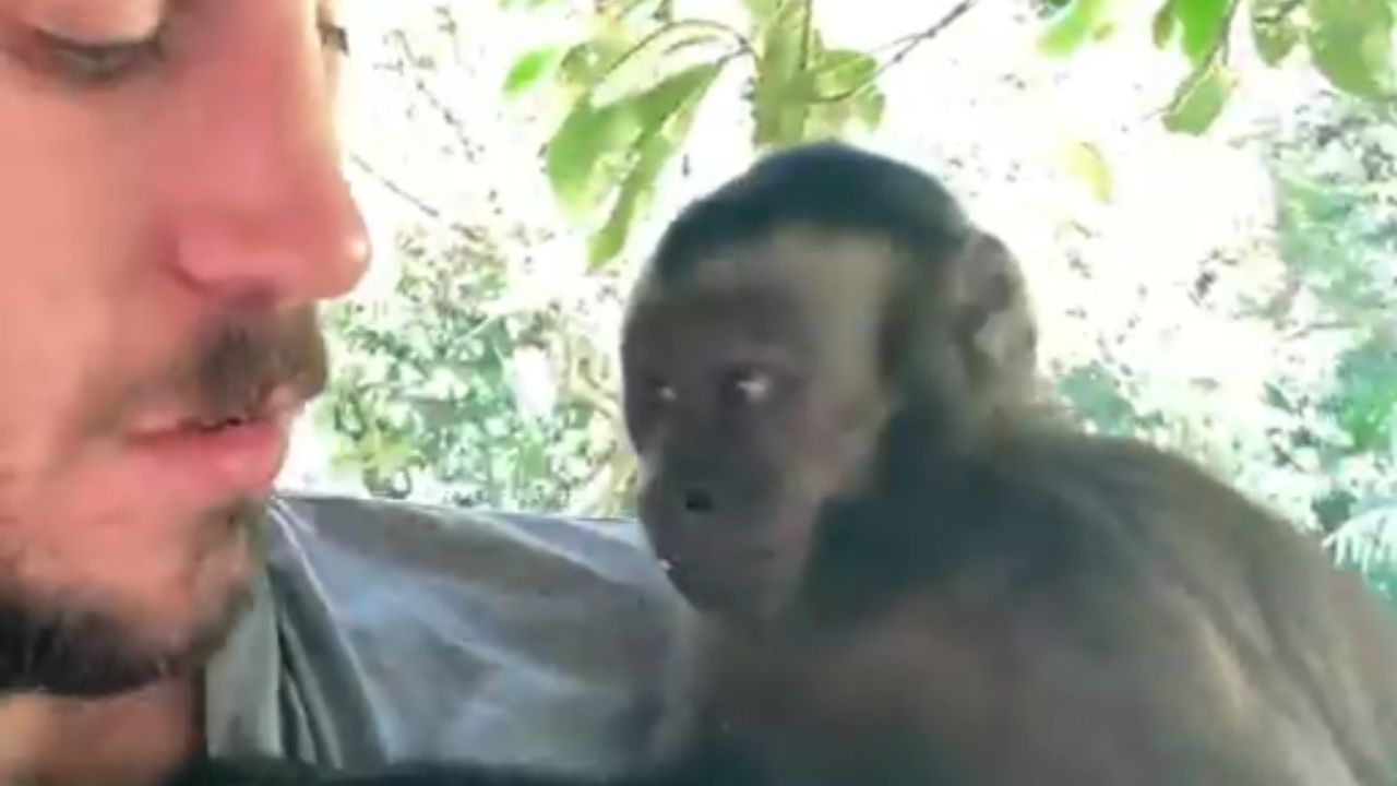 Monkey runs up the tree and brings fruit for a visitor in Amazon rainforest