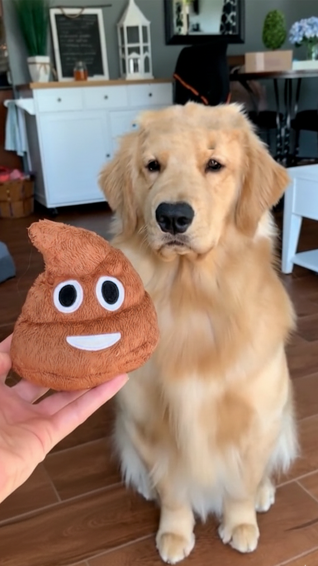 Dog’s Hilarious Reaction to Fart Sound Toy
