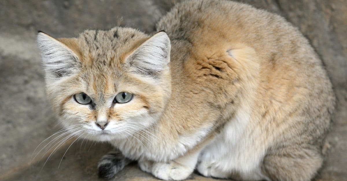 10 Wild Cats The Same Size as Your Pet Kitty