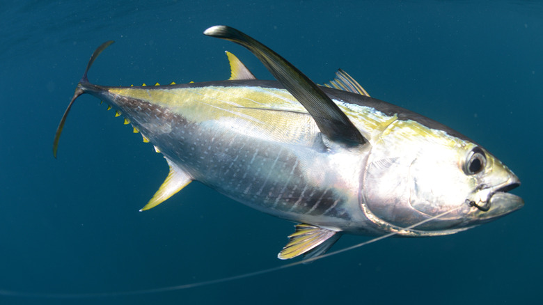 The Most Popular Types Of Tuna Used In Japanese Cuisine