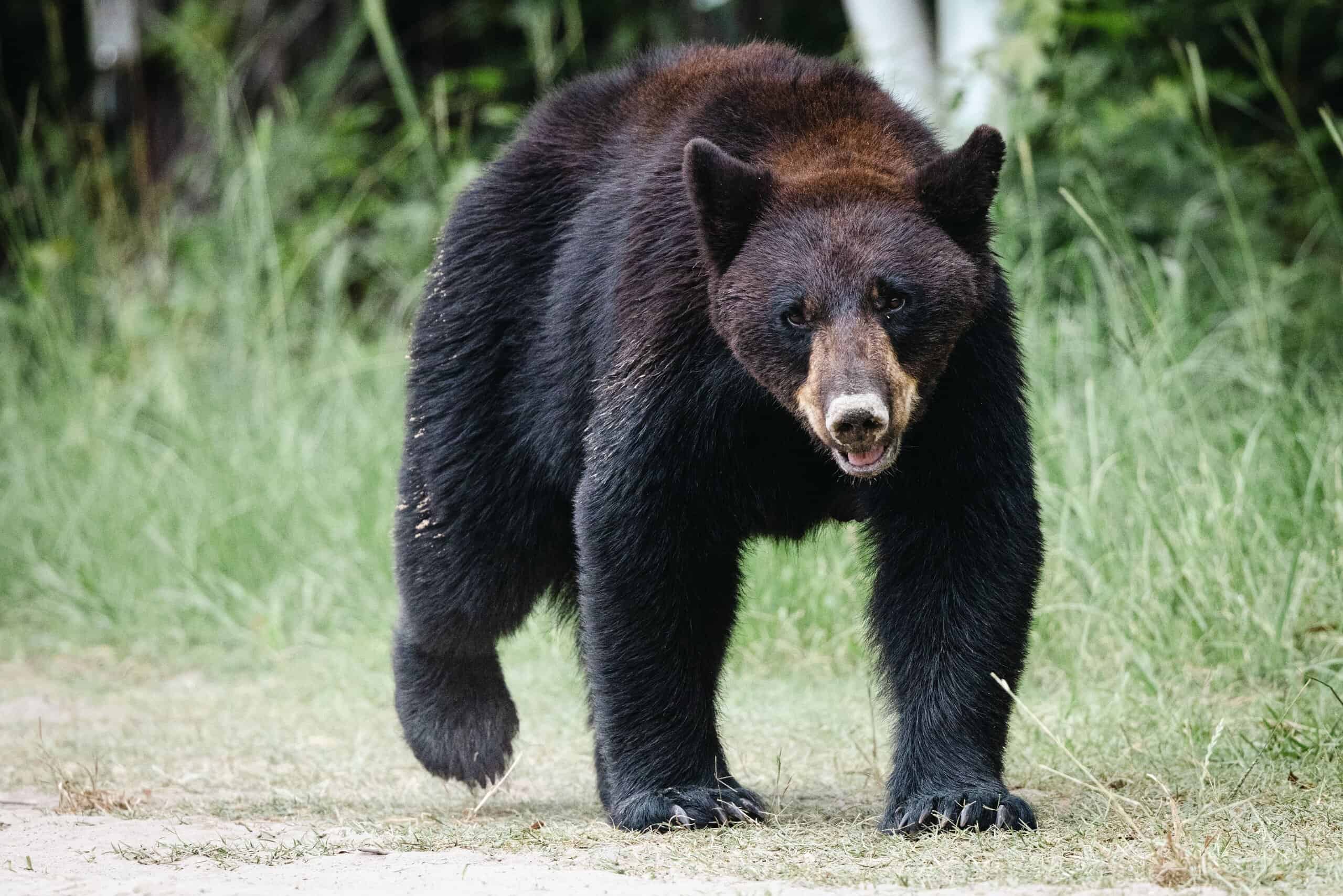 Florida’s Upcoming Bear Hunt, Plus the Most Black Bear-Populated States