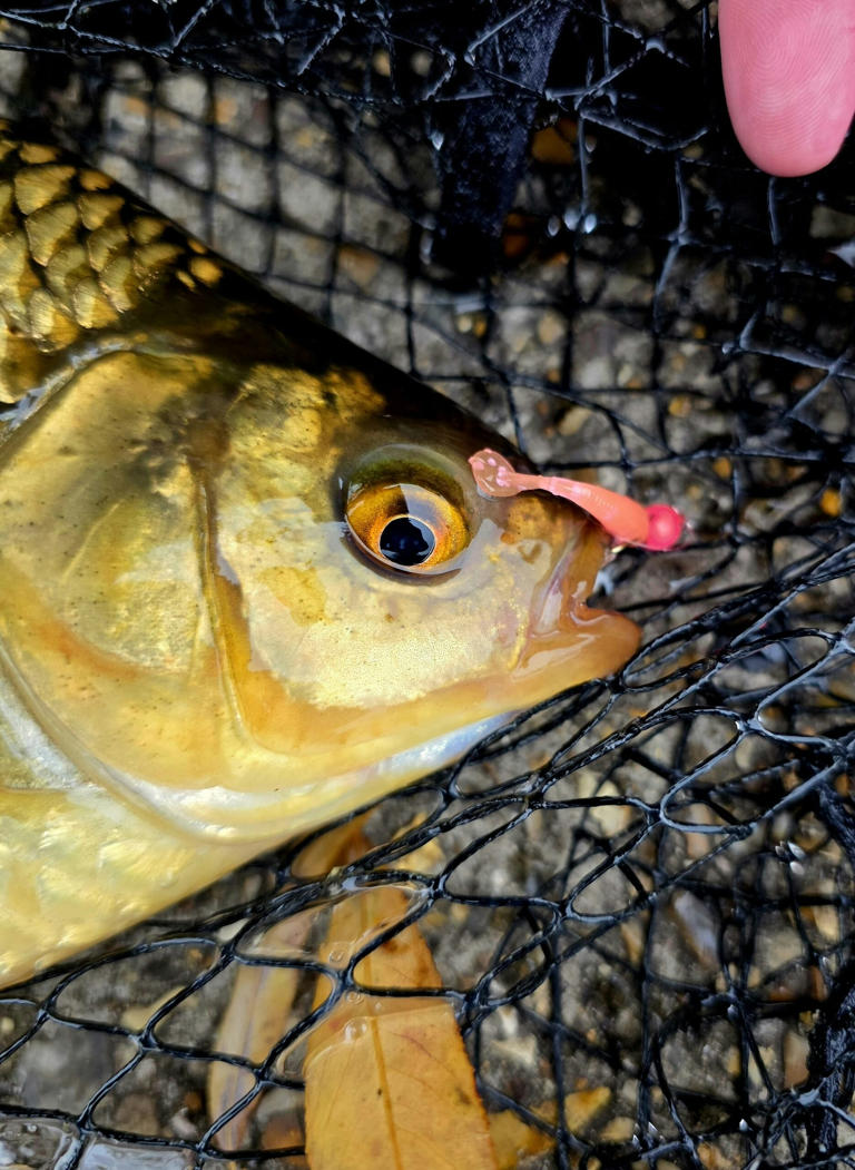 Angler stunned after catching huge rudd on a lure