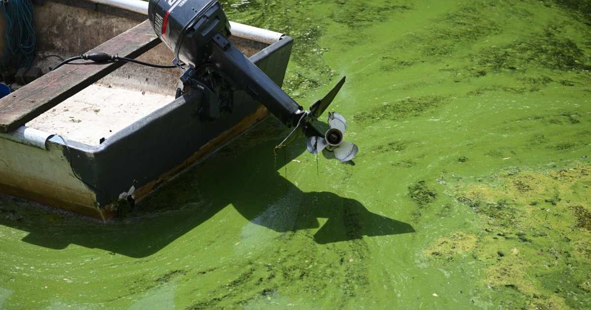 CDC Issues Warning as a Research Accidentally Set off Toxic Algal Bloom ...