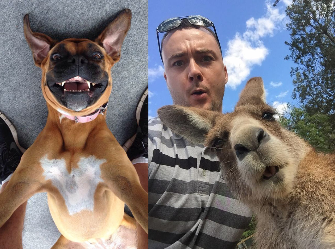 25 Animals Who Accidentally Took The Cutest Selfies Ever