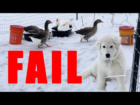 Farm dog should never perform this dangerous action