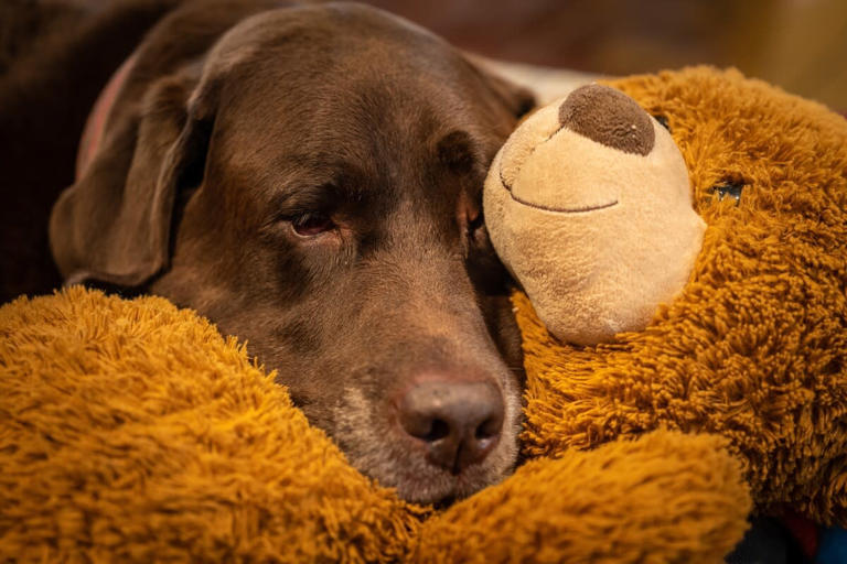 Senior Lab’s Birthday Trip To Build a Bear Is Happiness Beyond Words