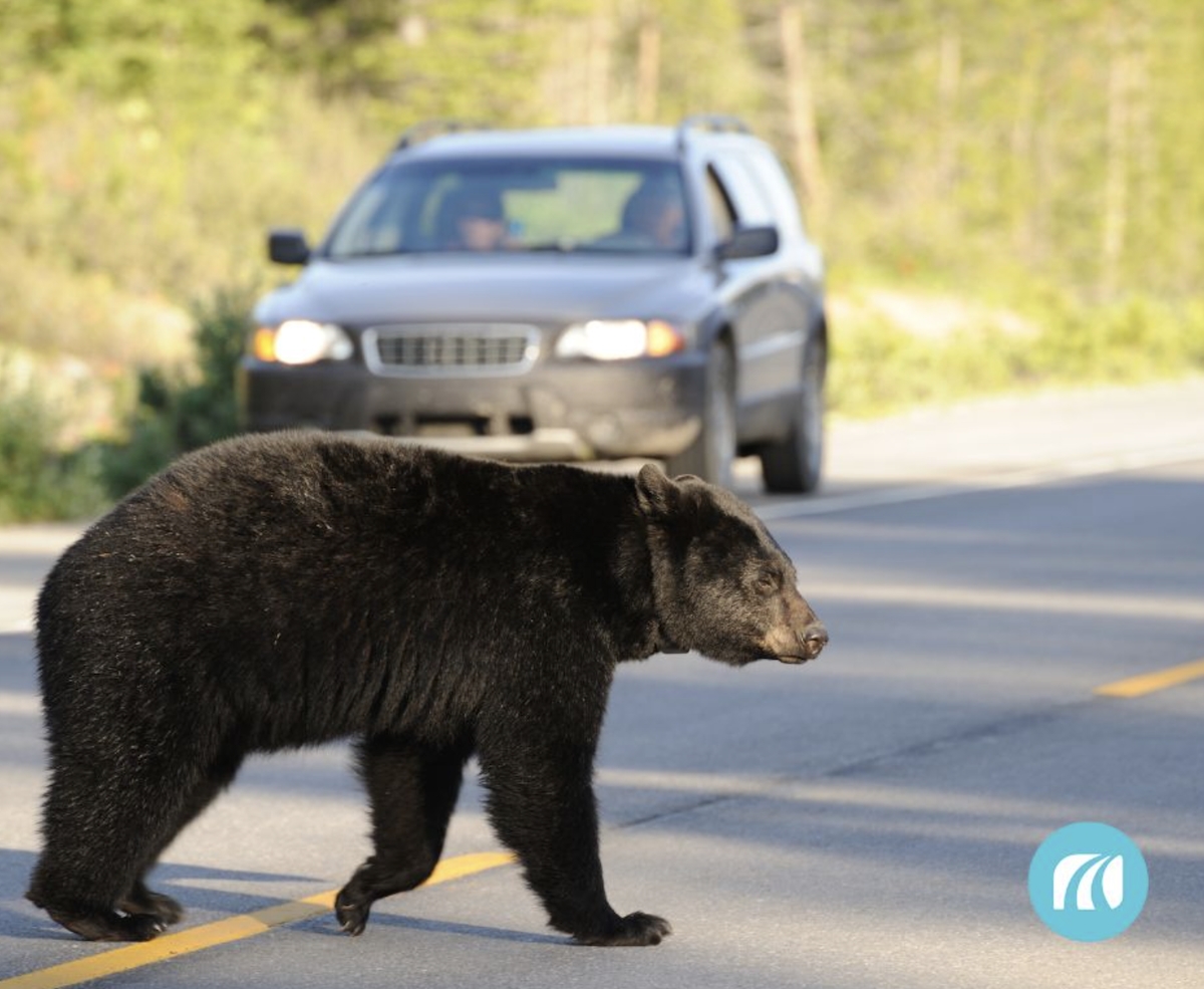 MPI Reports Increase in Bear-Vehicle Crashes Across Manitoba