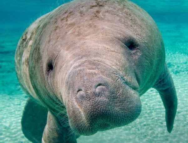 Manatee Migration Underway In Florida: FWC Urges Boaters To Slow Down ...