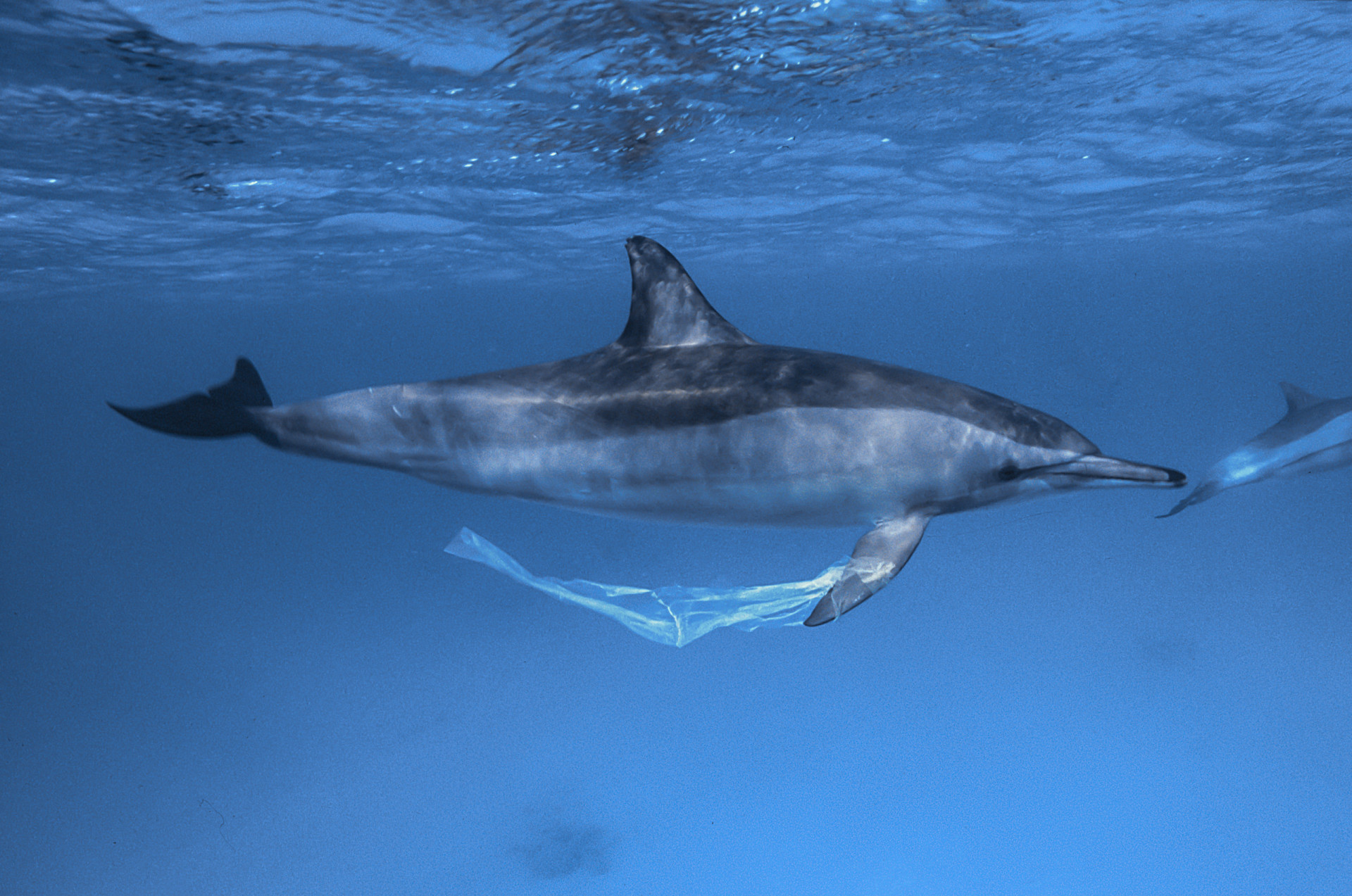 A deep dive into ocean pollution: the causes and key contributors