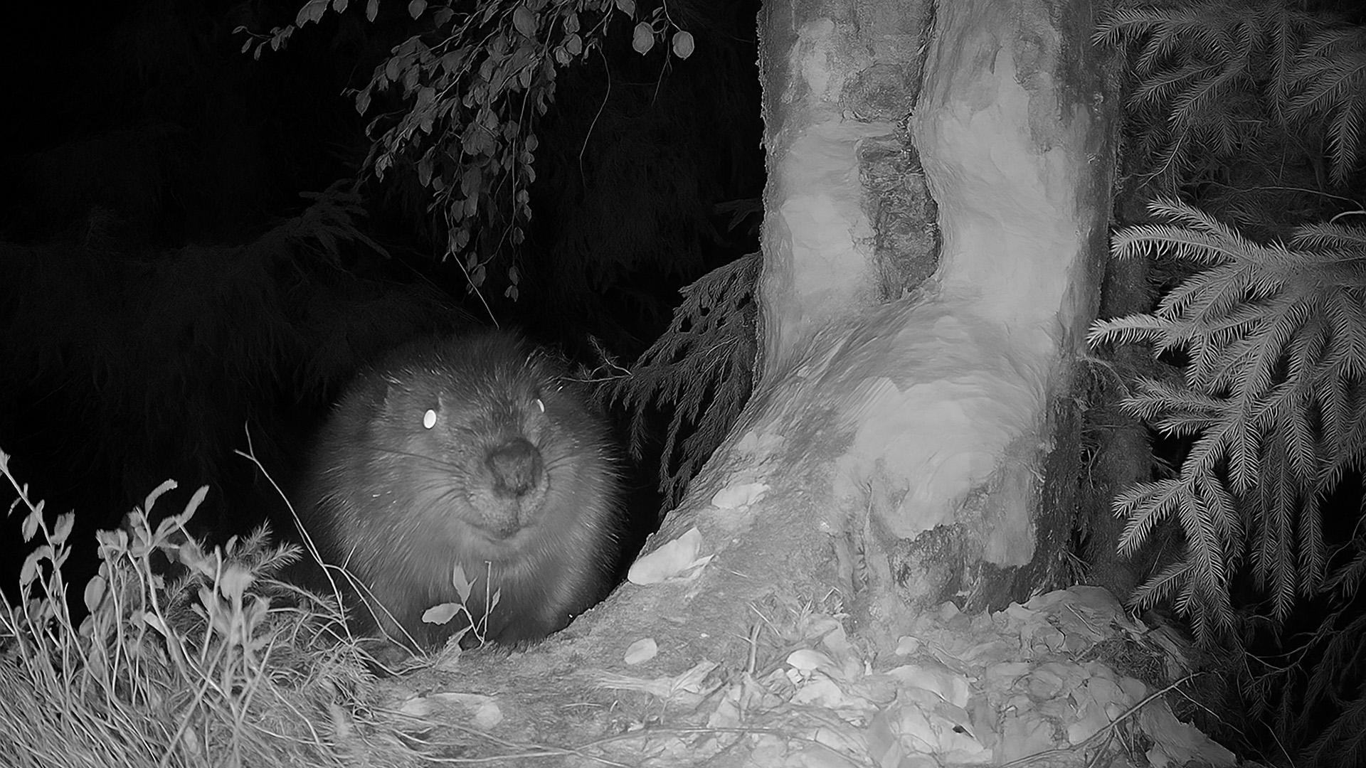 Hidden in the Wild – What the Trail Cam Captured