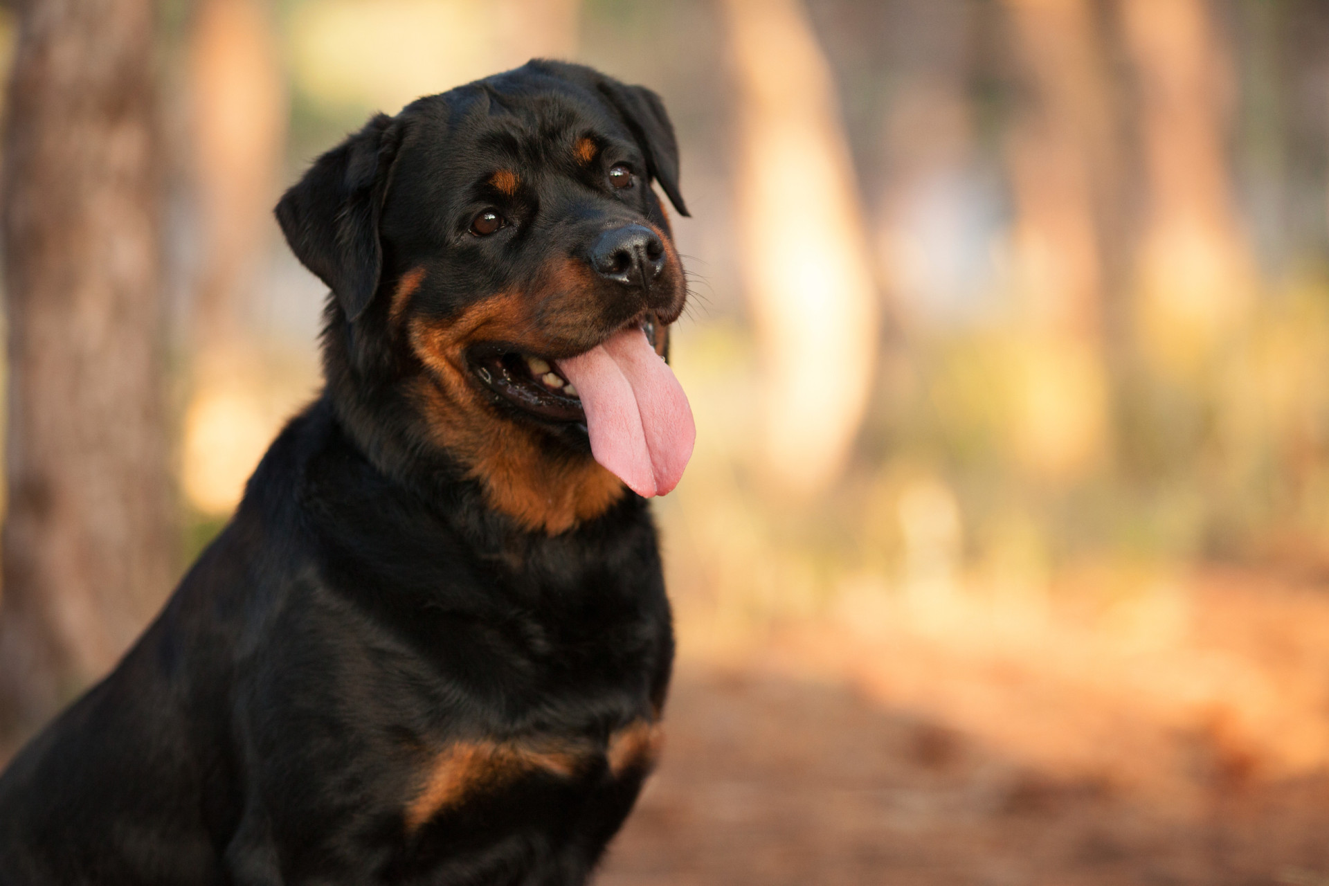 How different are these black dog breeds?