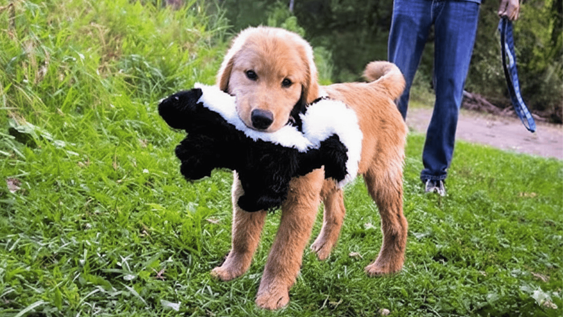 Puppy Discovers a Skunk in the Wild