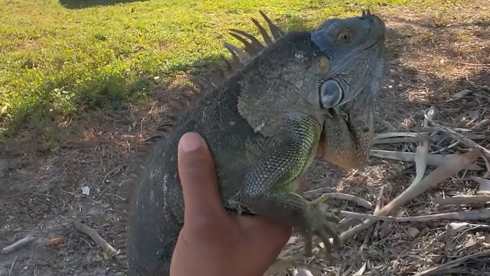 Cold-stunned iguanas fall from trees as temperatures plunge