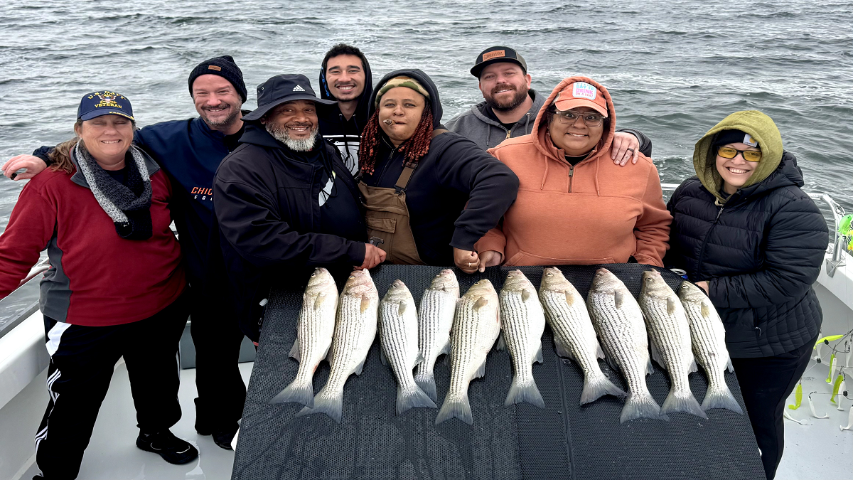Rockfish Schools Thrive in Upper Potomac, Patuxent