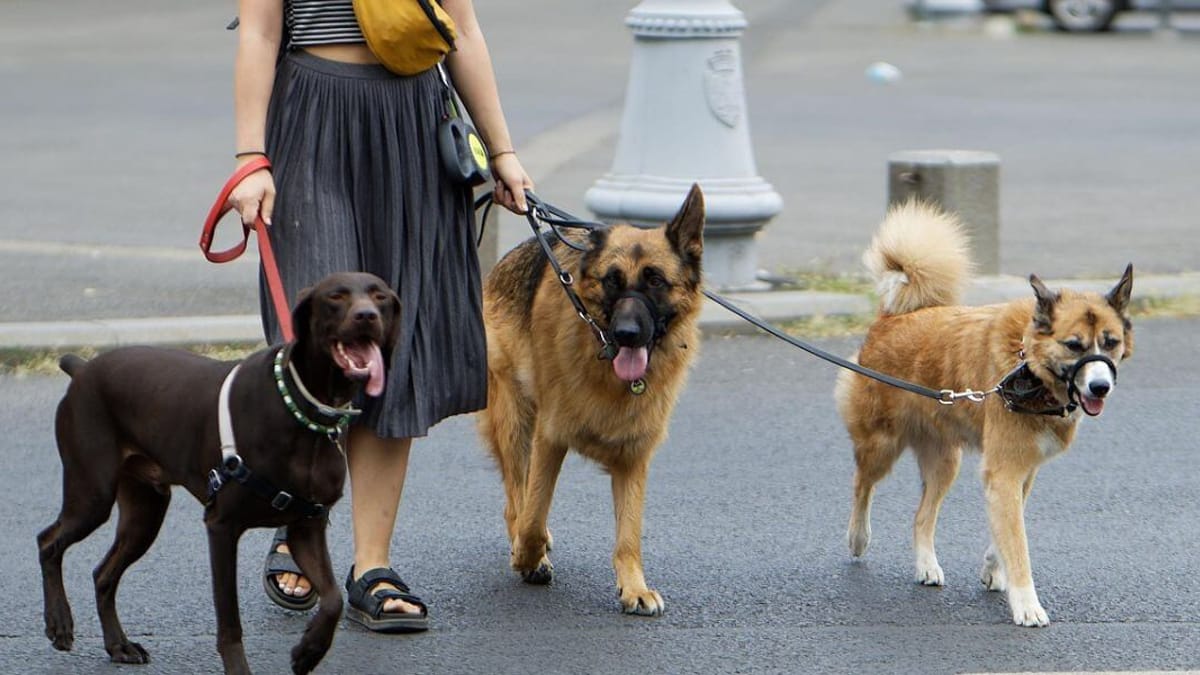 Vet shares simple rule for how long dogs should be walked each day