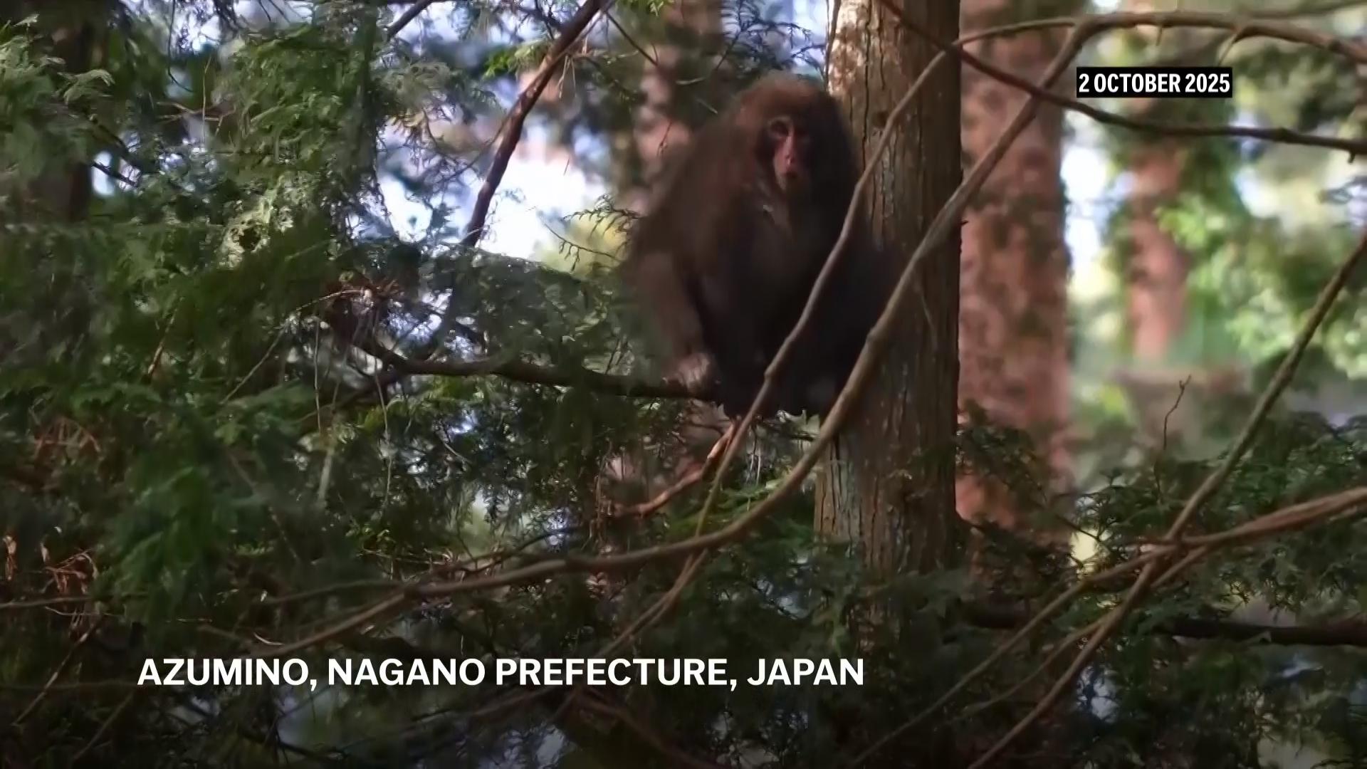 Japanese macaques are adored by tourists but seen as pests in their ...
