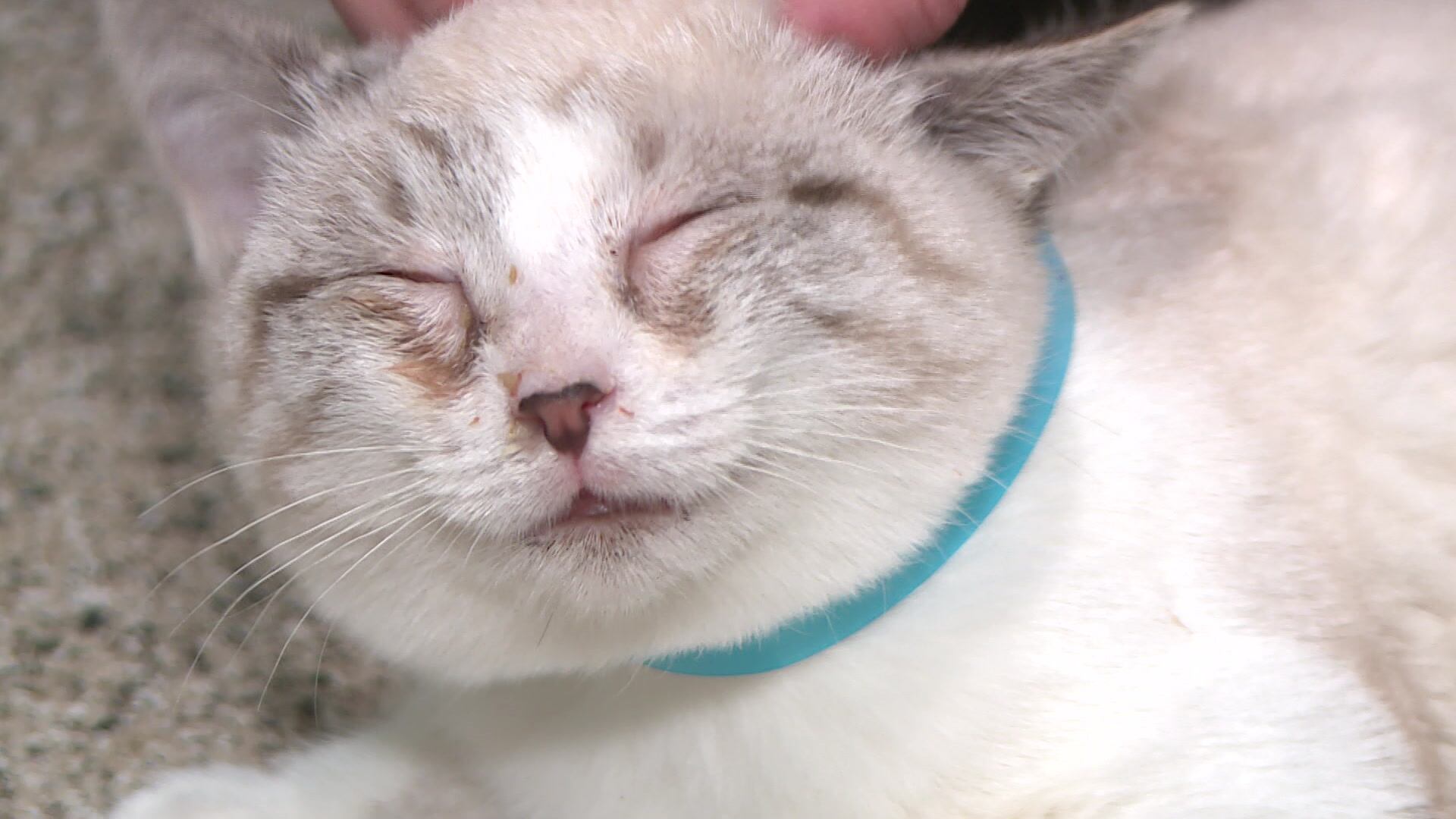 Affordable veterinary care at Underdog Pet Rescue in Madison