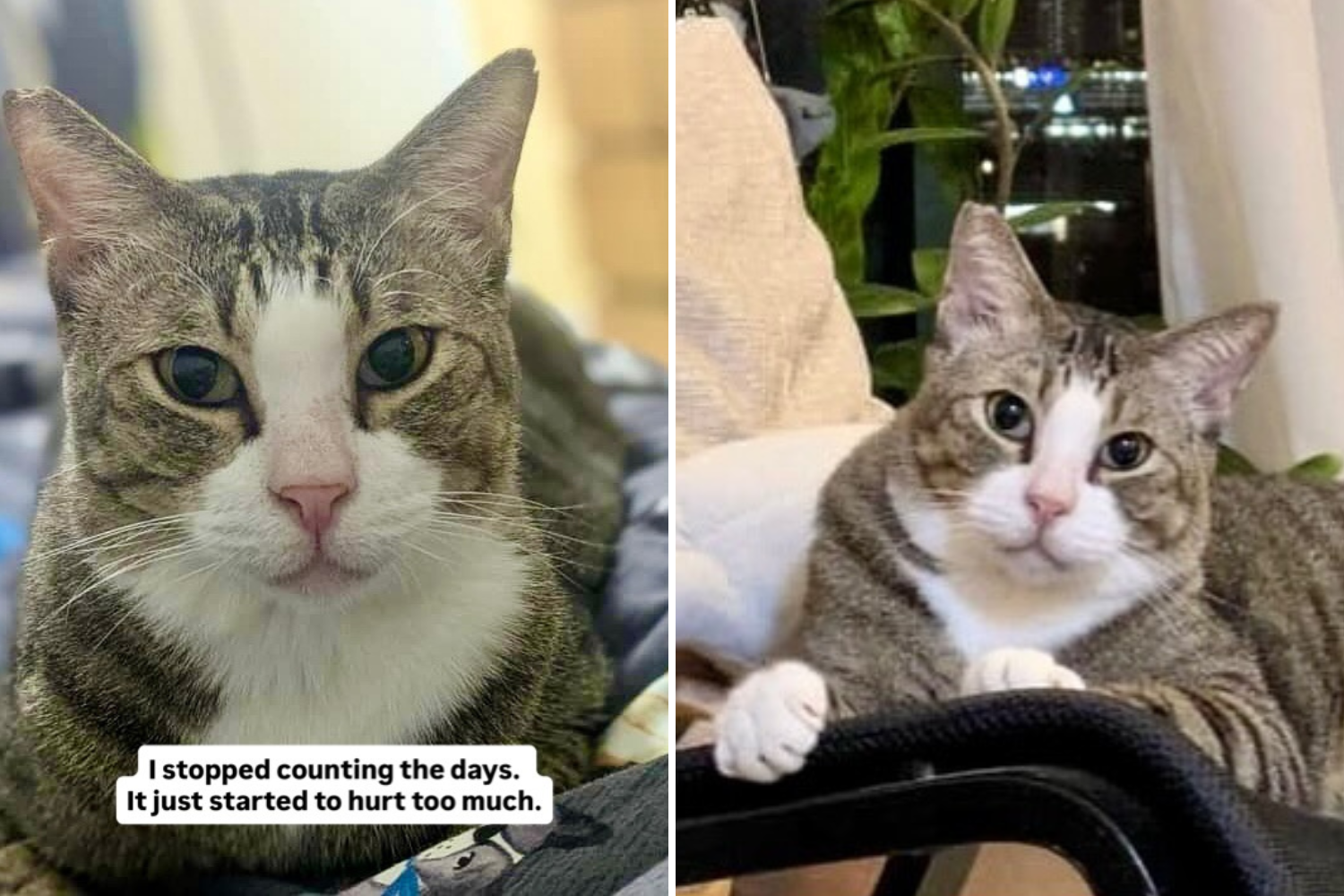 Tears as cat "stopped counting the days" after he's adopted, then returned