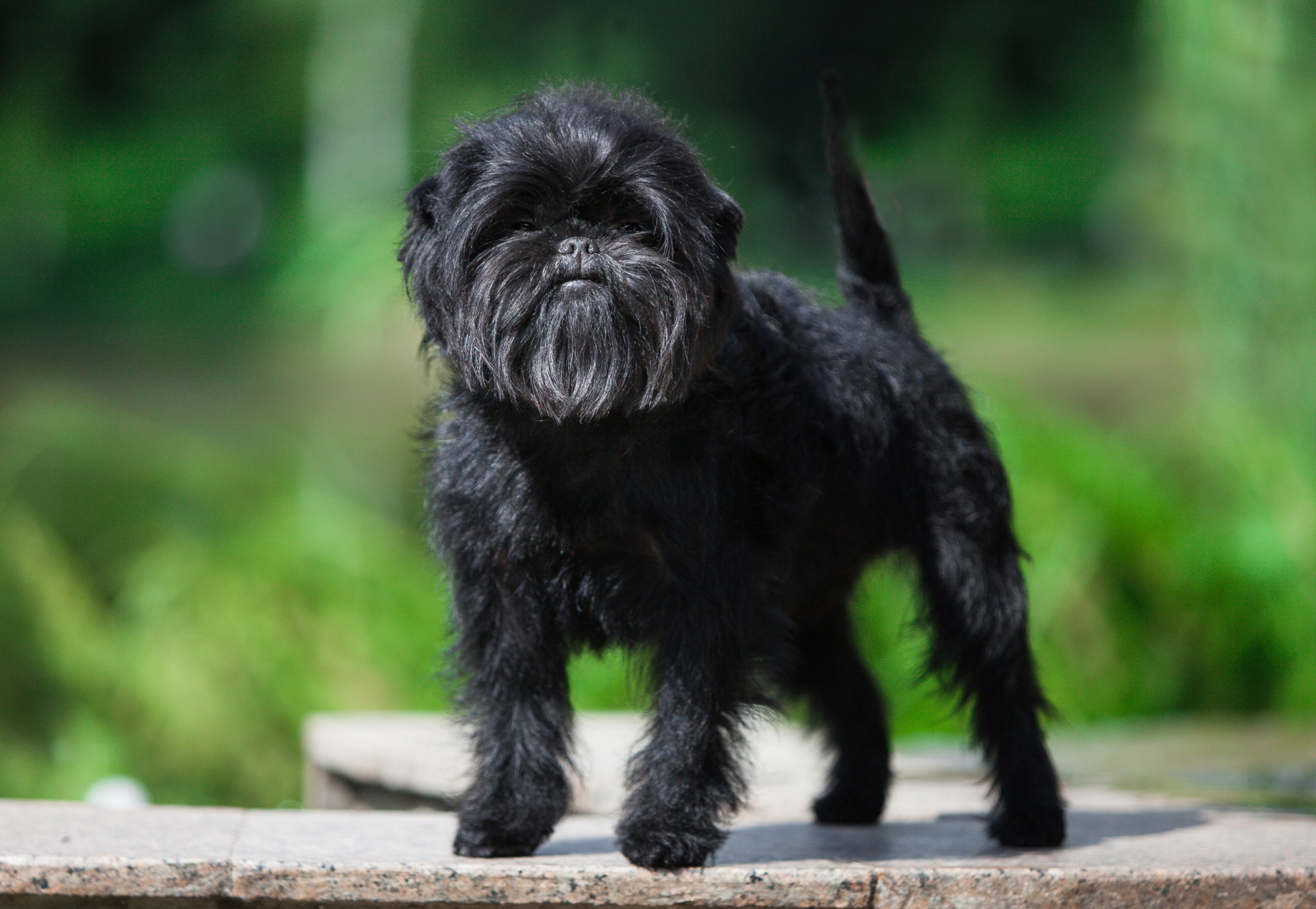 How different are these black dog breeds?