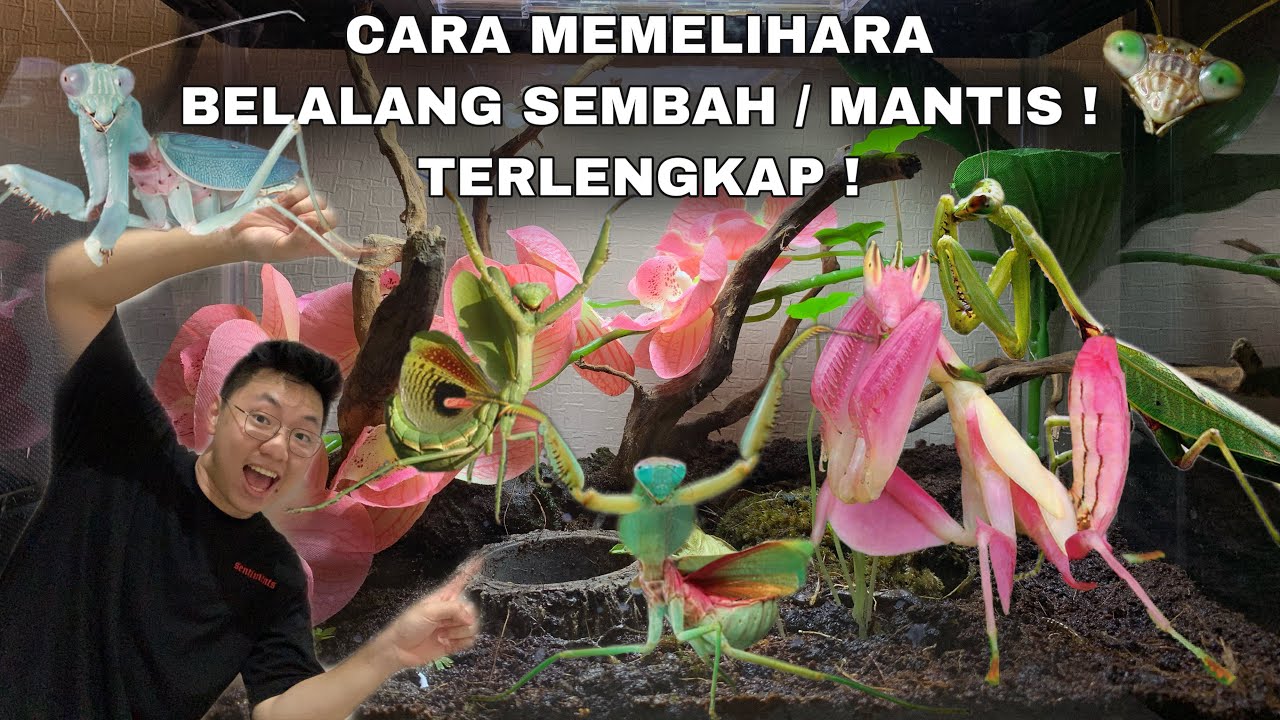 Memelihara Belalang Sembah / Cangcorang: Panduan Perawatan dan Kandang ...