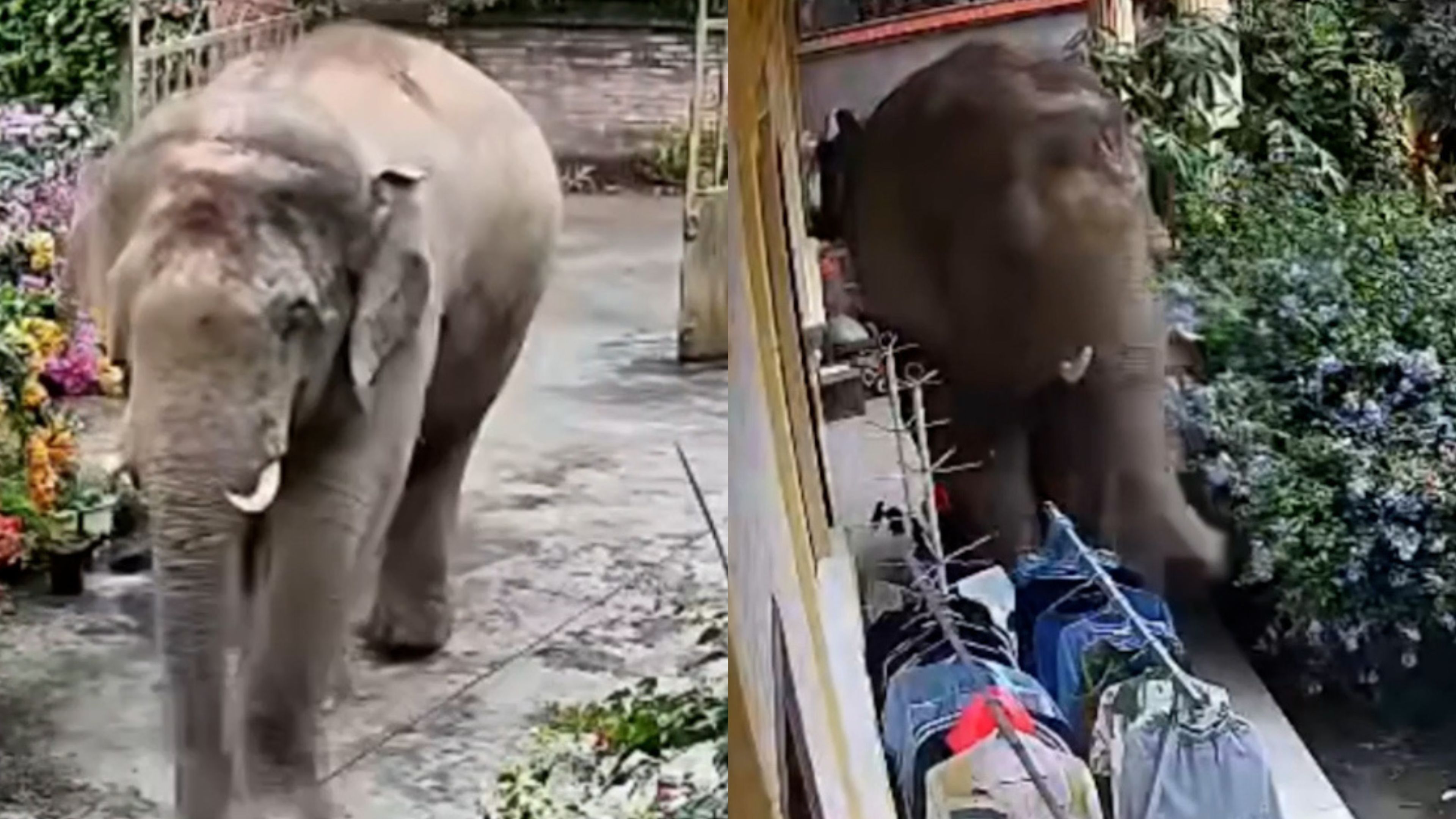 Unexpected moment elephant strolls into garden after forcing entry