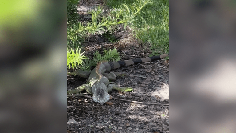 ‘He’s frozen. Poor guy’: Florida mom, son discover cold-stunned iguana ...