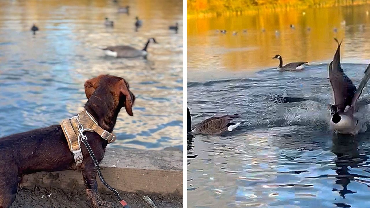 Un perro protege a un cachorro de un ganso furioso