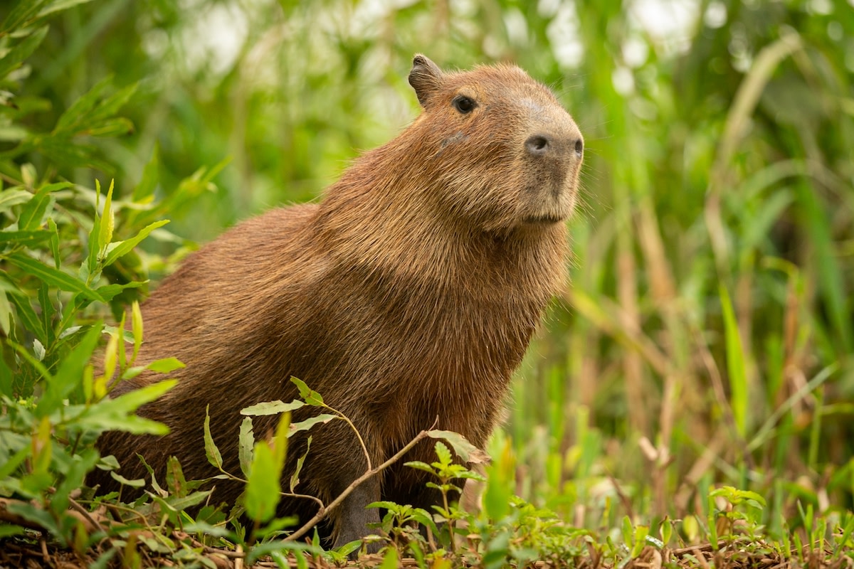 Baby Capybara Gives 'Big Stretches' at Texas Zoo Just Like a Puppy