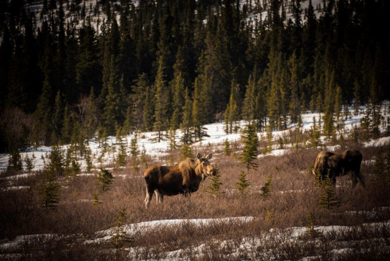 Best US Spots for Spotting Wildlife