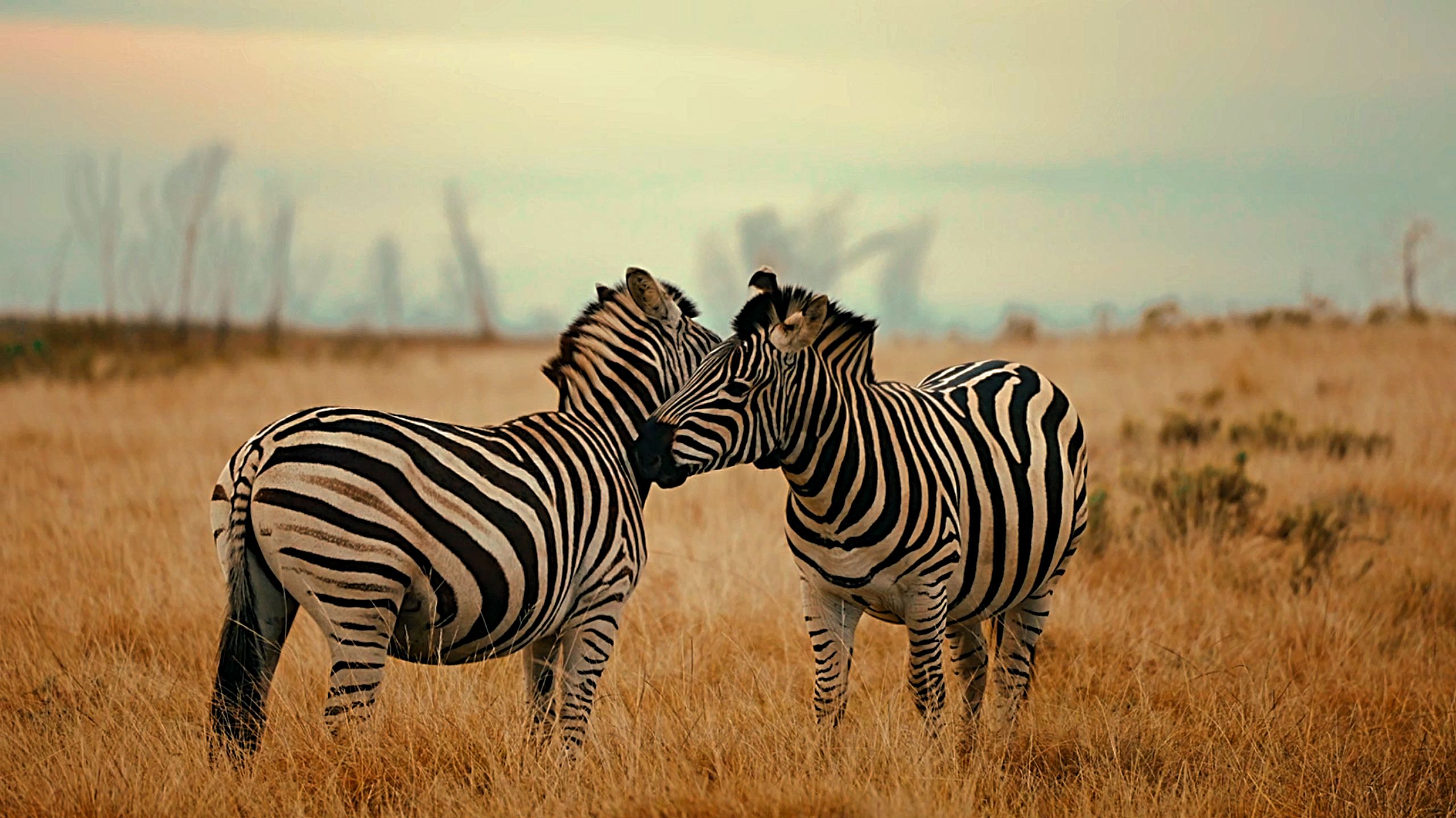 Two Zebras Show Affection Toward Each Other