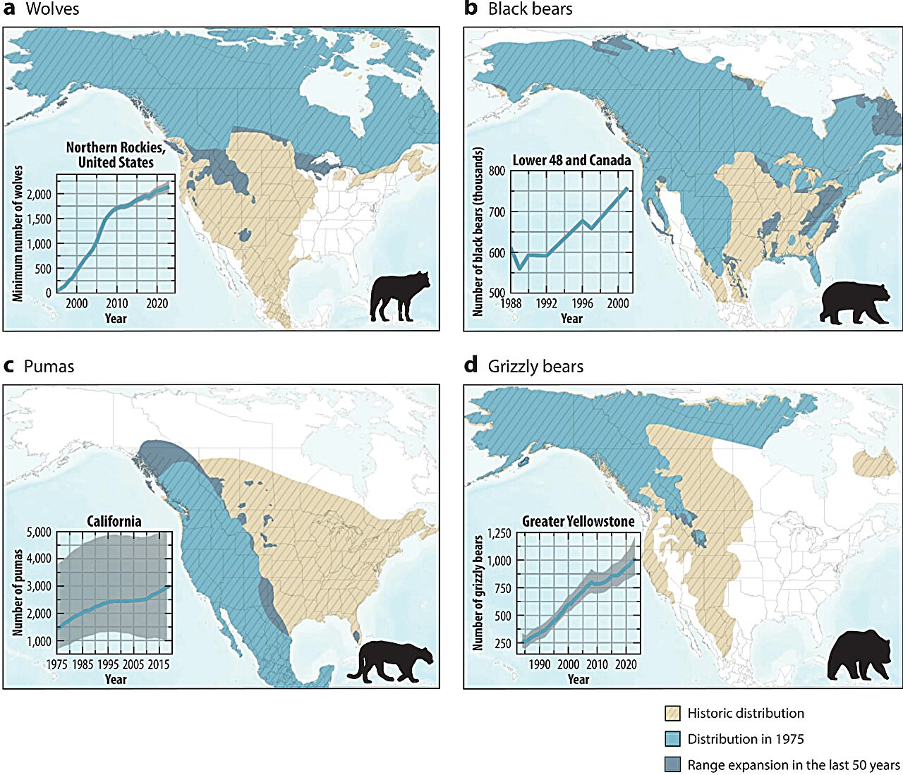 What happens to ecosystems when you restore iconic top predators? It's ...