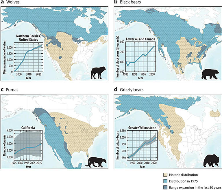 What happens to ecosystems when you restore iconic top predators? It's ...