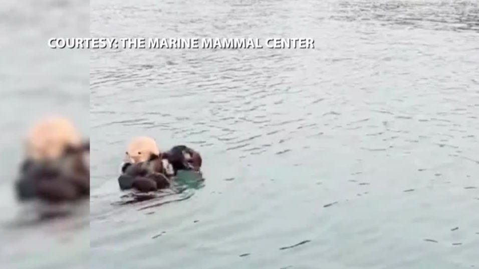 WATCH | Sea otter pup reunited with mother in Morro Bay