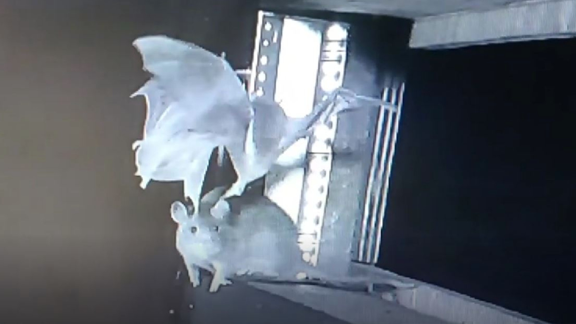 Scientists fear new pandemic after filming rats eating bats