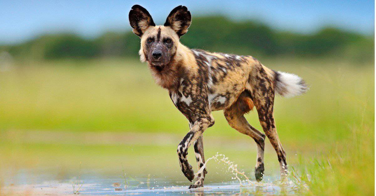 10 wild dog species from around the world and where they still roam