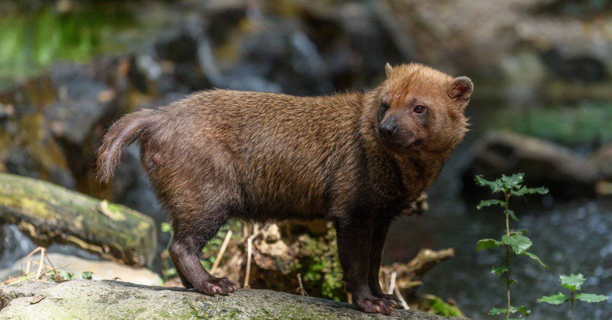 10 wild dog species from around the world and where they still roam