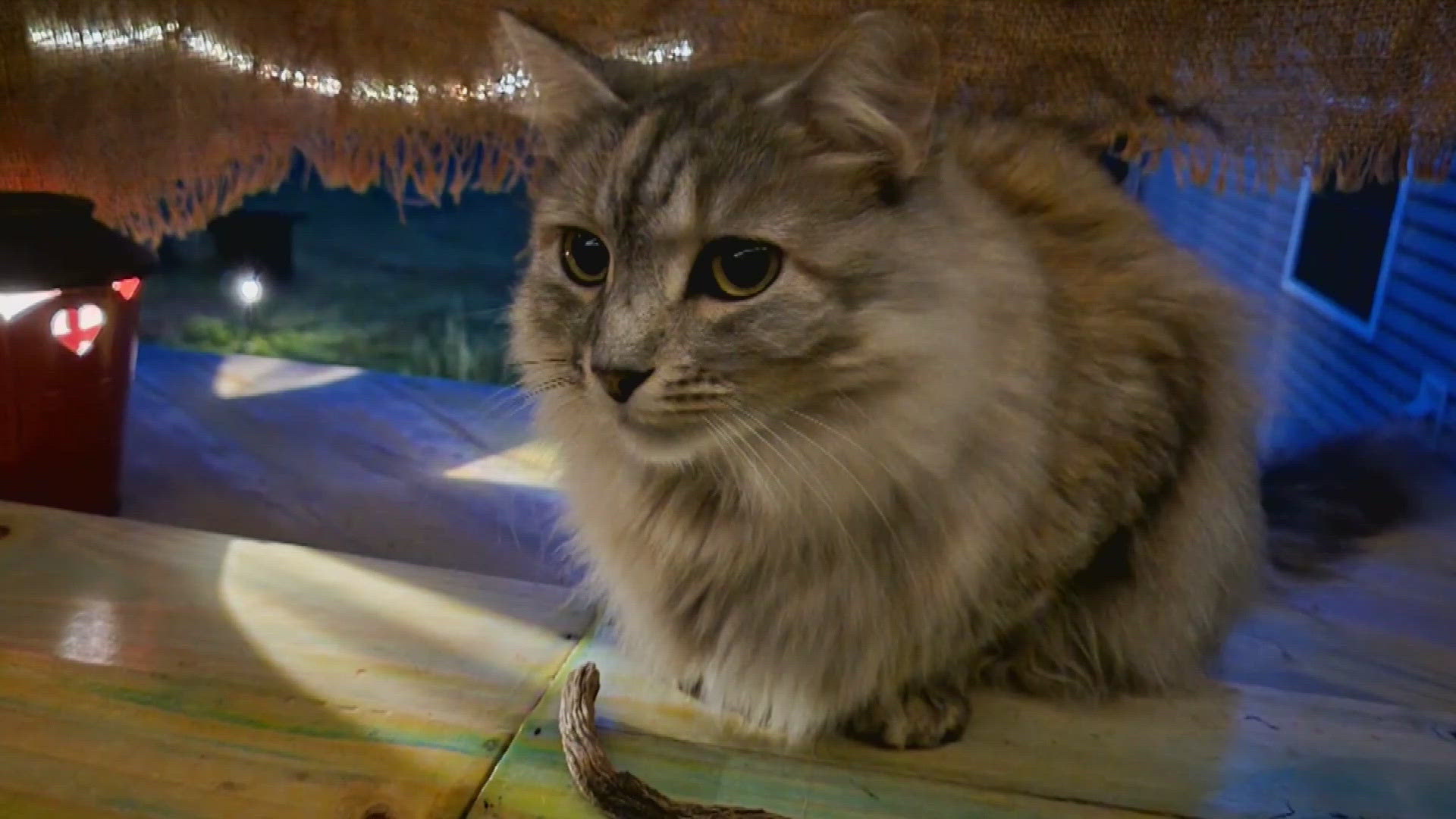 Lost cat returns home more than a year after Hurricane Helene ...
