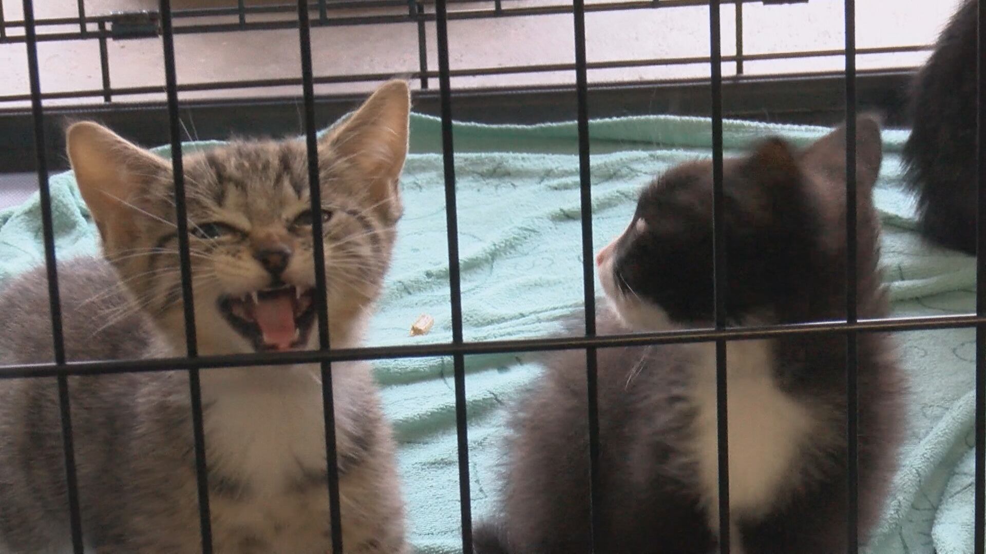 How to care for stray cats this winter