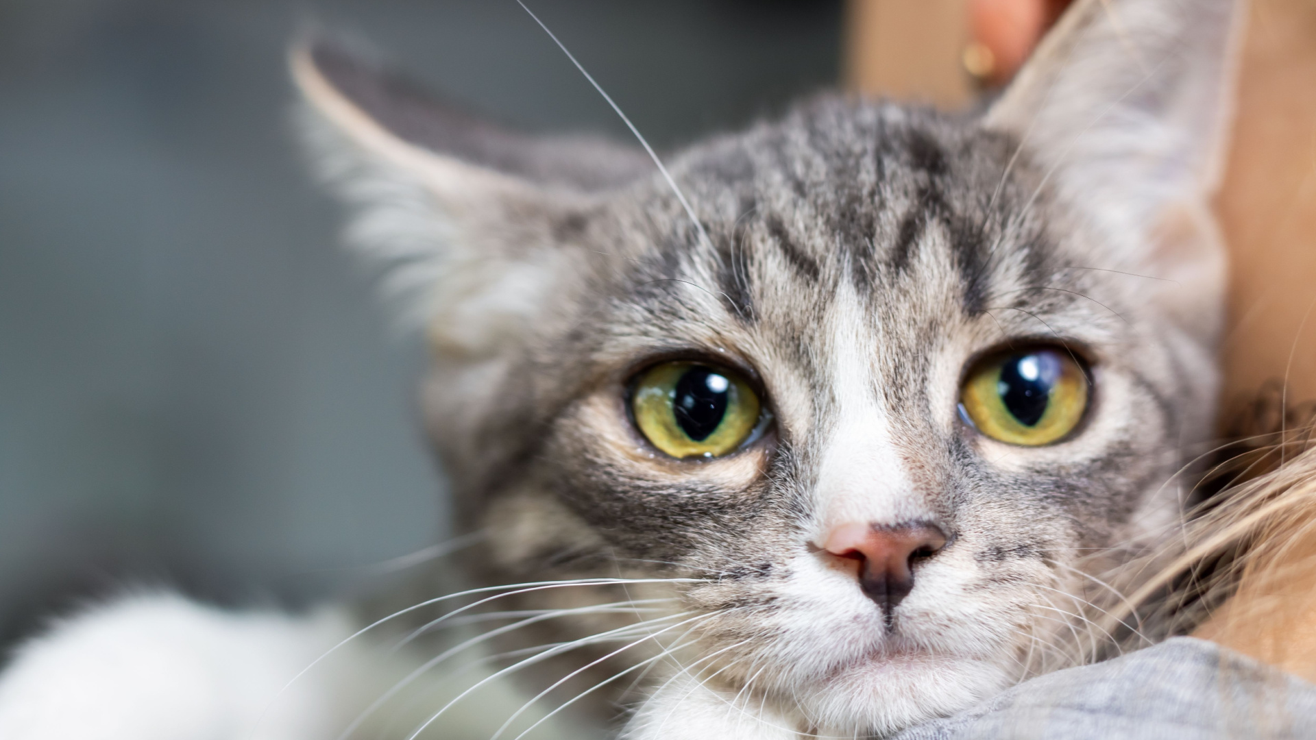 10 Things Your Cat Dreams About And Almost Never Gets